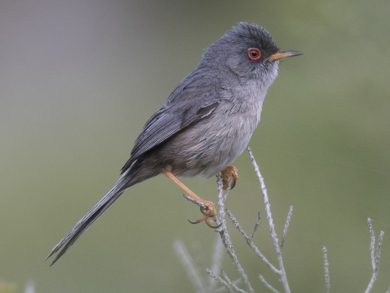 Curruca Balear - eBird