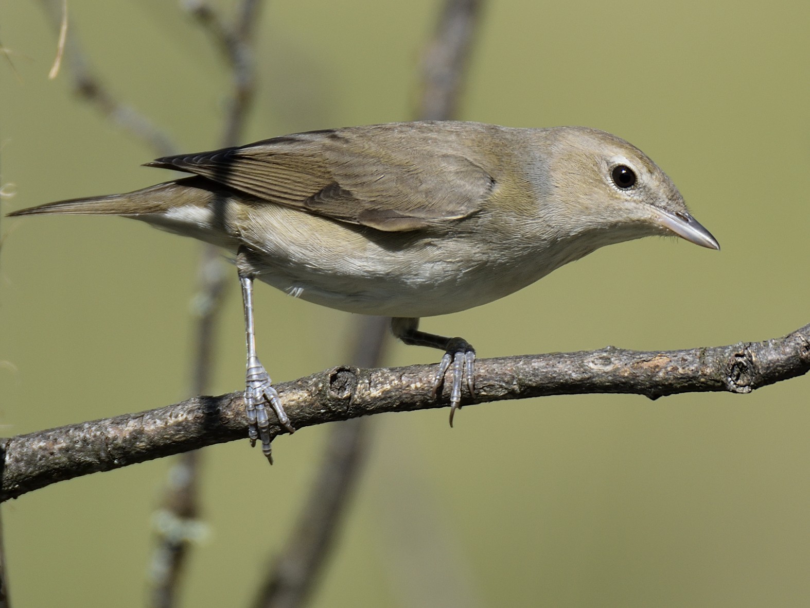 Garden Warbler - eBird