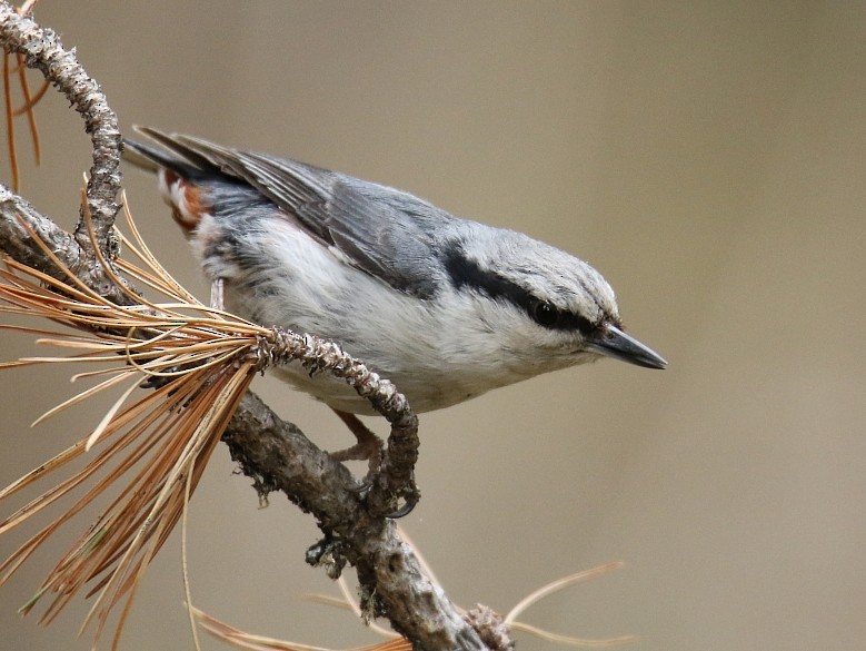 Eurasian/Siberian Nuthatch - eBird