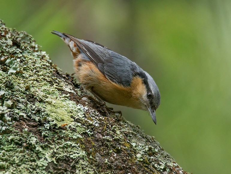 Eurasian Nuthatch - eBird