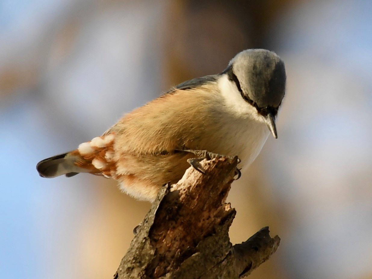 Eurasian Nuthatch - eBird