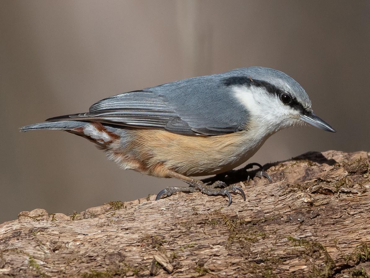Eurasian Nuthatch - eBird