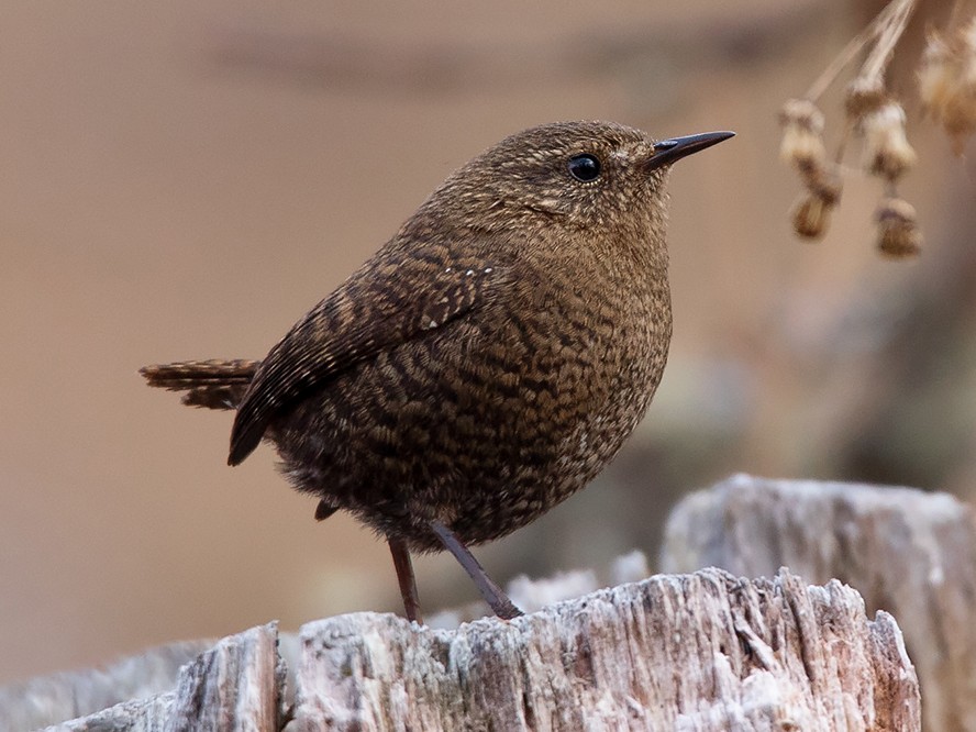 Eurasian Wren - eBird
