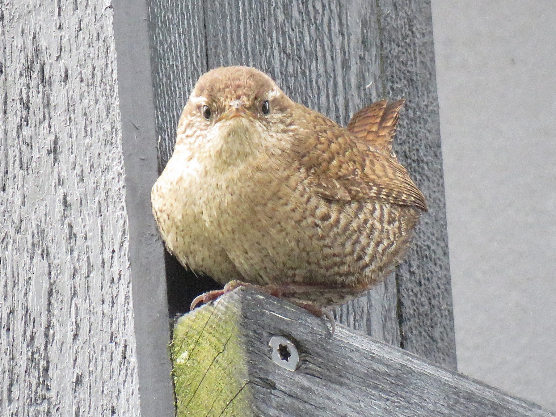 Eurasian Wren (Winter Wren) - eBird