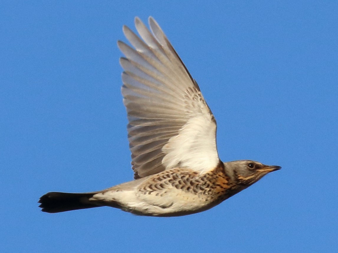 Fieldfare - eBird