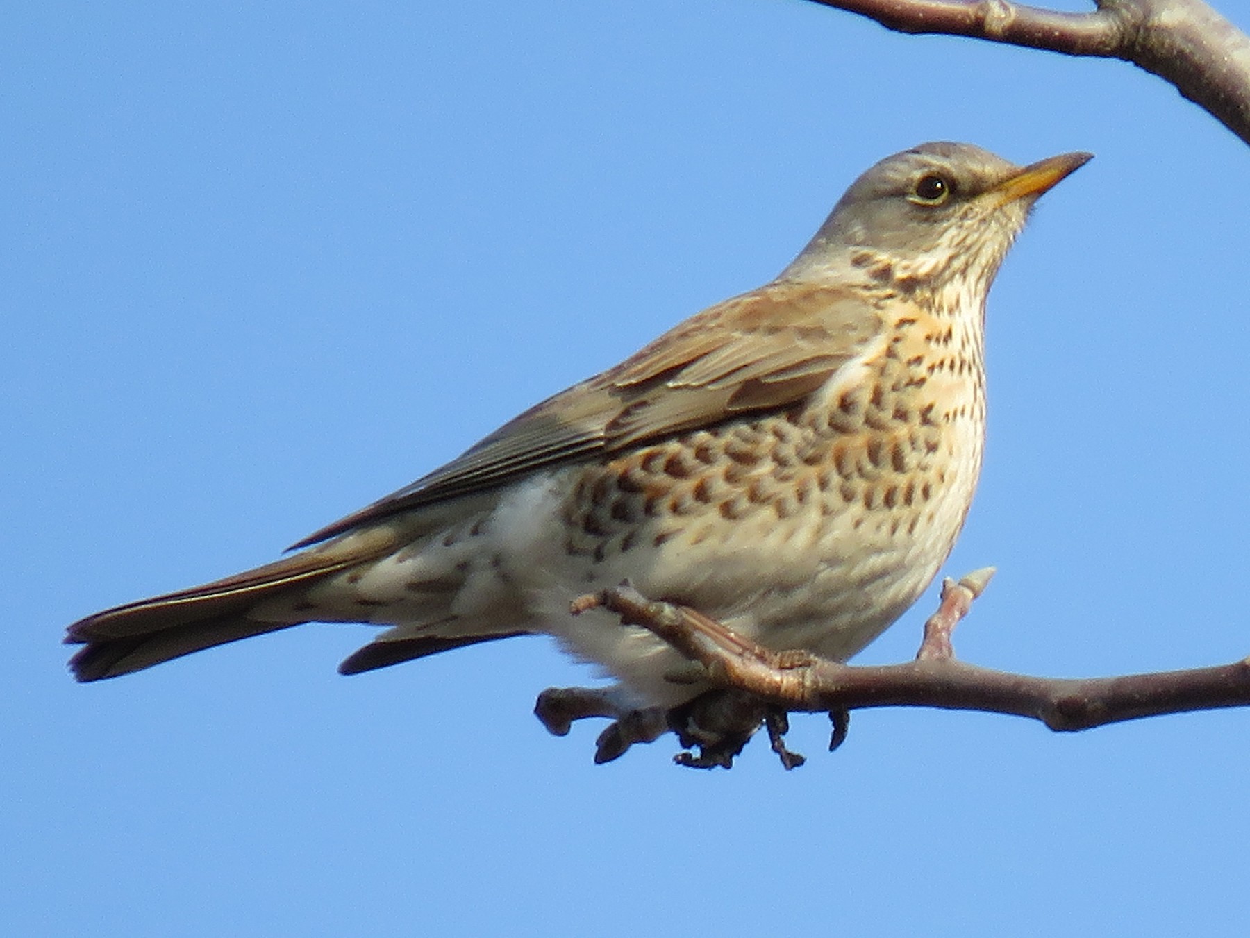 Fieldfare - eBird