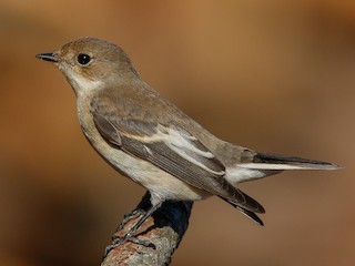 European Pied Flycatcher eBird