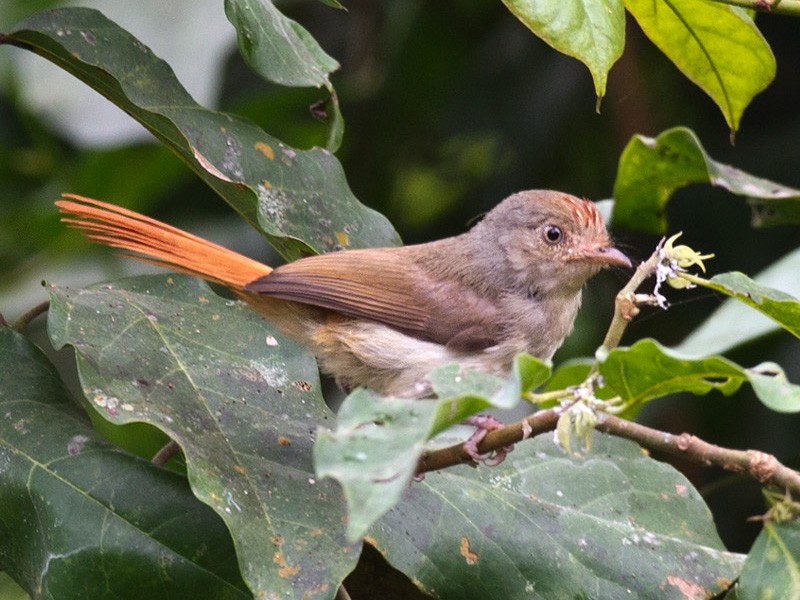 Chestnut-capped Flycatcher - eBird