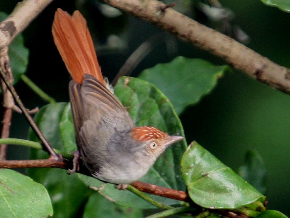 Chestnut-capped Flycatcher - eBird