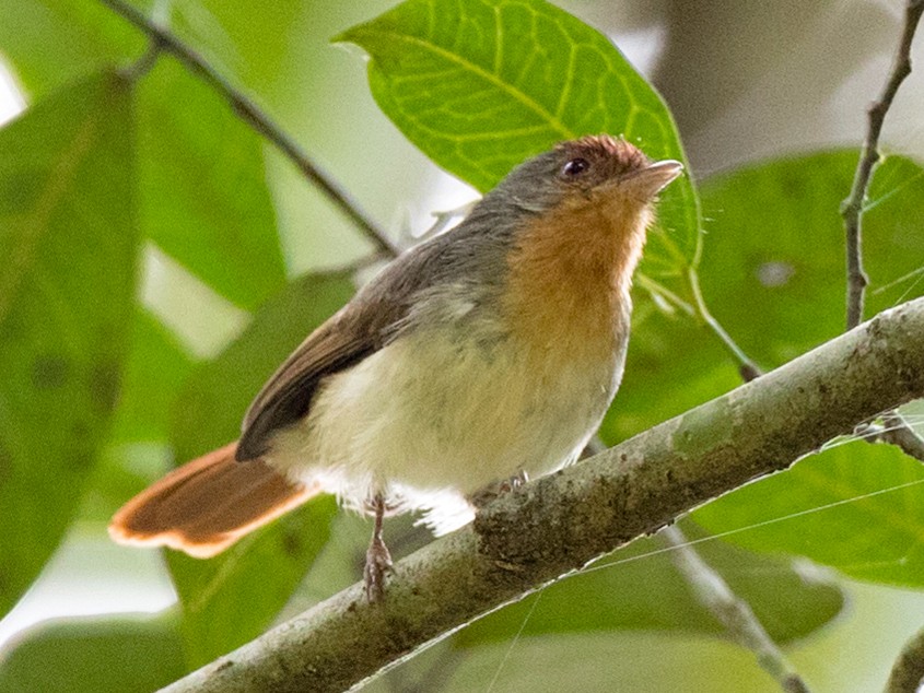Chestnut-capped Flycatcher - eBird