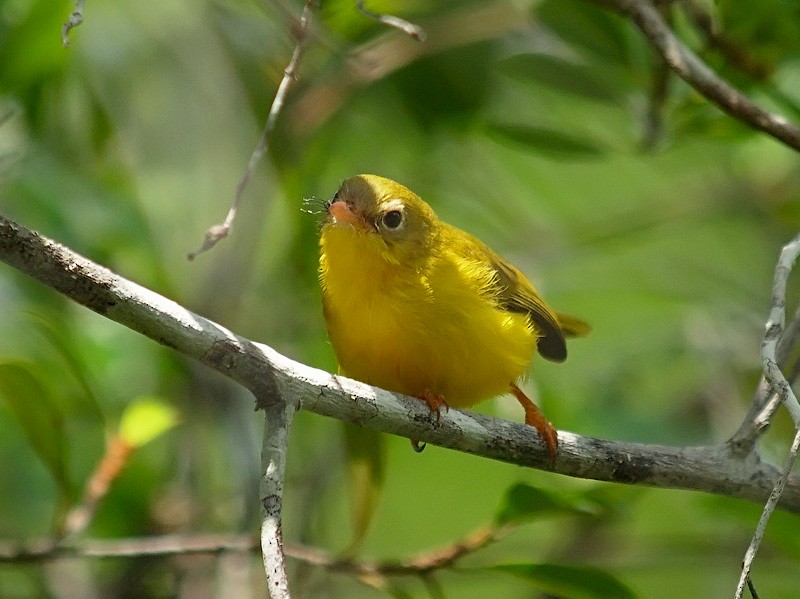 Yellow Flycatcher - eBird