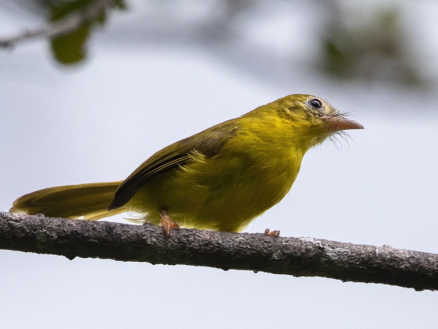 Yellow Flycatcher - eBird