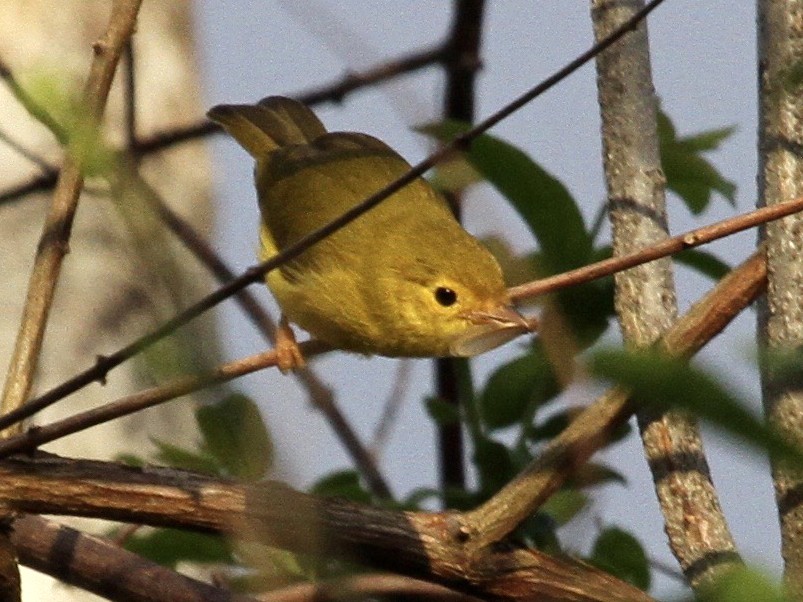 Yellow Flycatcher - eBird