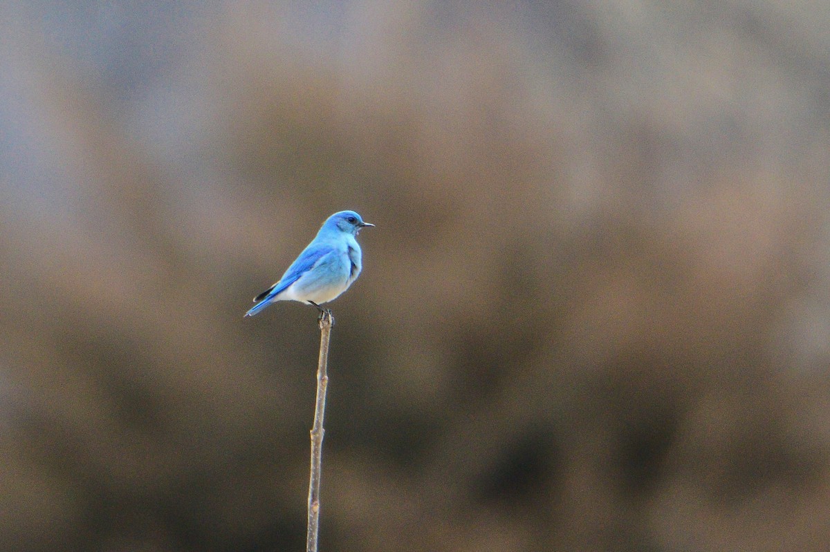 eBird Checklist - 13 Mar 2016 - Spring Lake Park Reserve--Schaar's ...