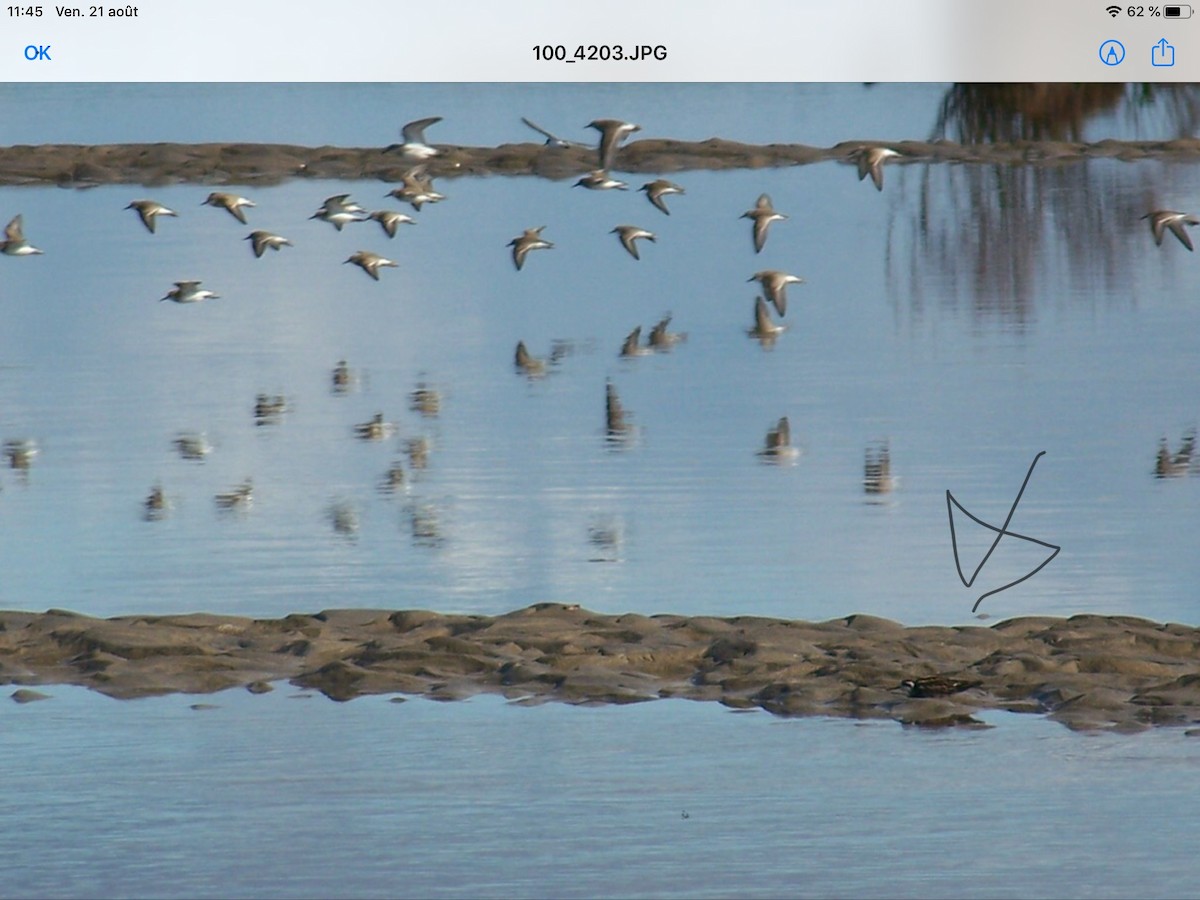 ML256907451 - Red-necked Phalarope - Macaulay Library