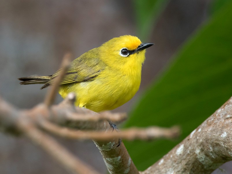 Zostérops de Pemba - eBird