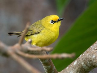 Pemba White-eye - eBird