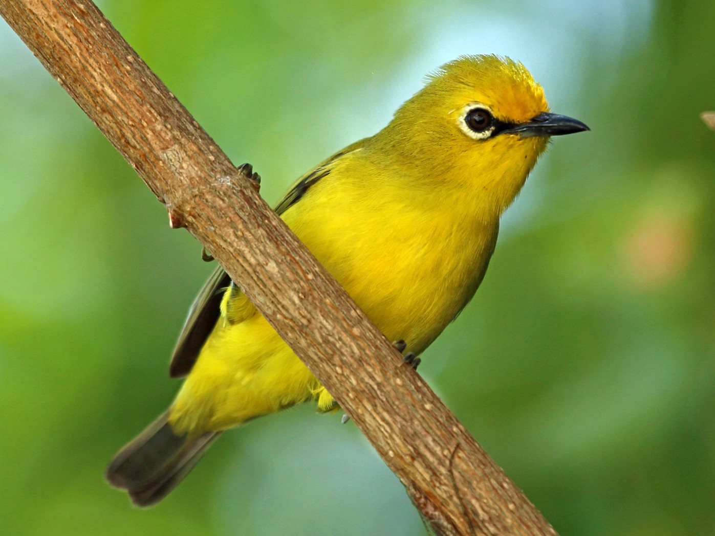 Anteojitos de Pemba - eBird