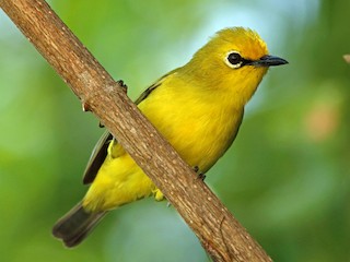 Pemba White-eye - eBird