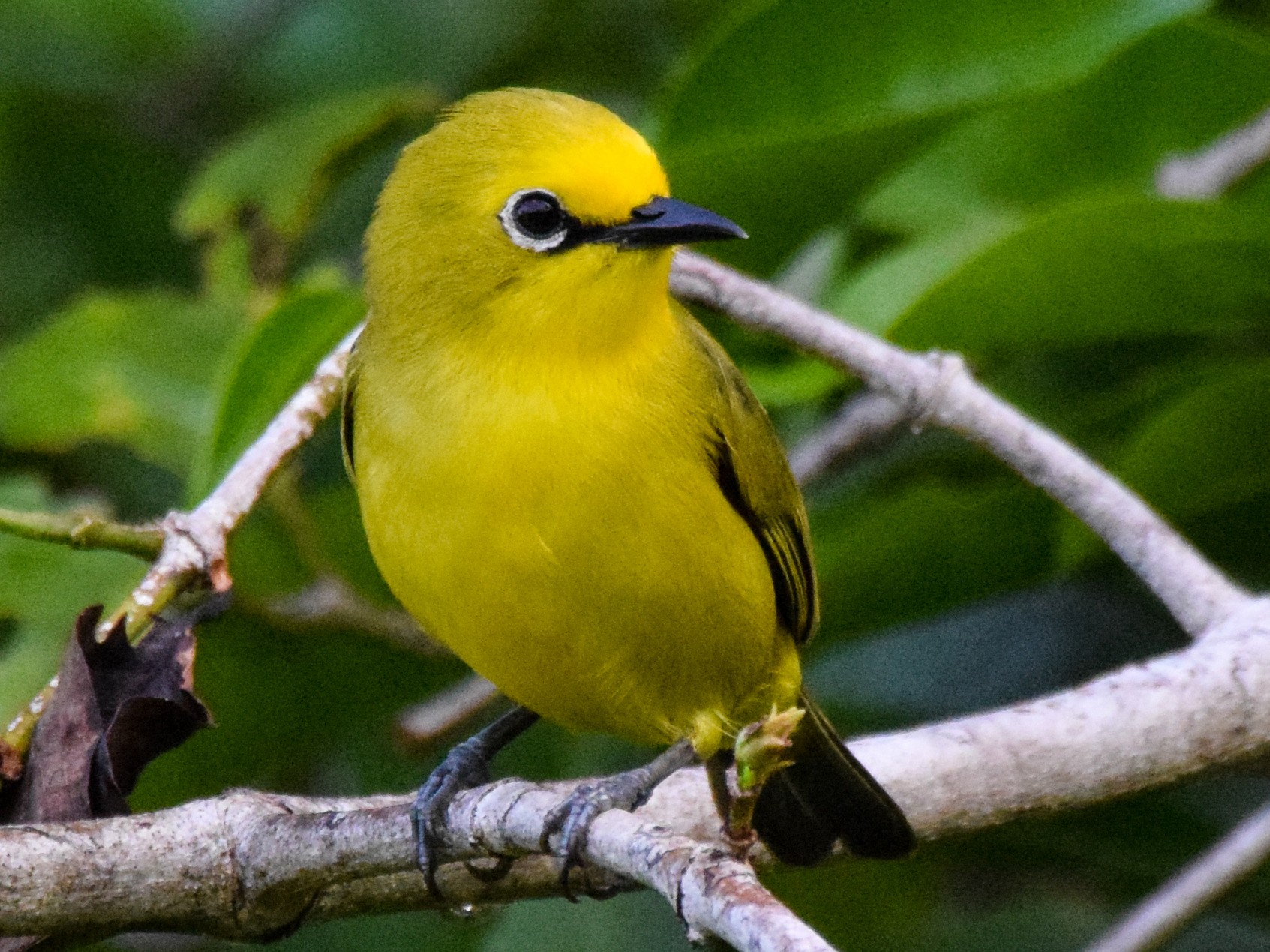Pemba White-eye - eBird