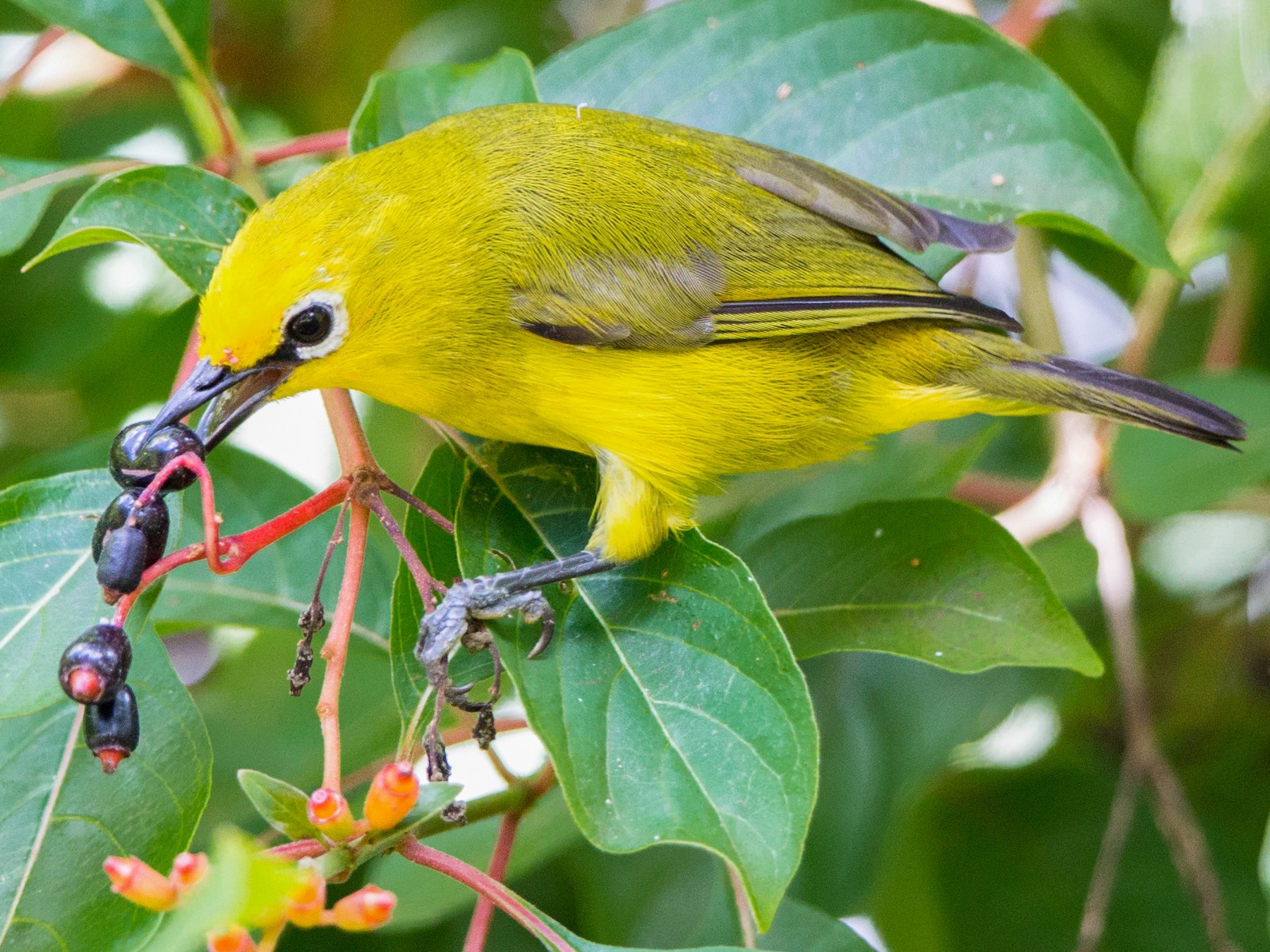 Pemba White-eye - eBird