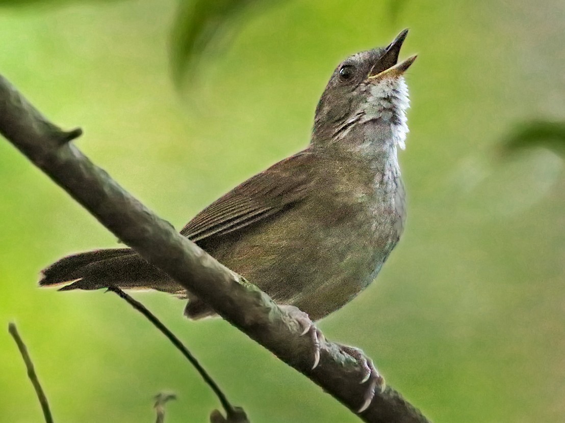 Akalat à poitrine écaillée - eBird