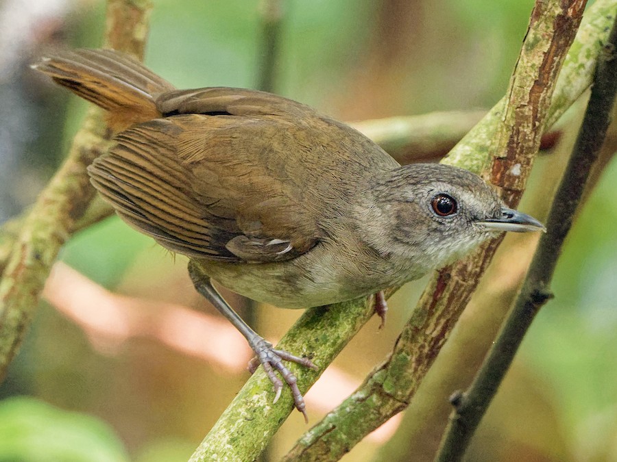 Akalat à poitrine écaillée - eBird