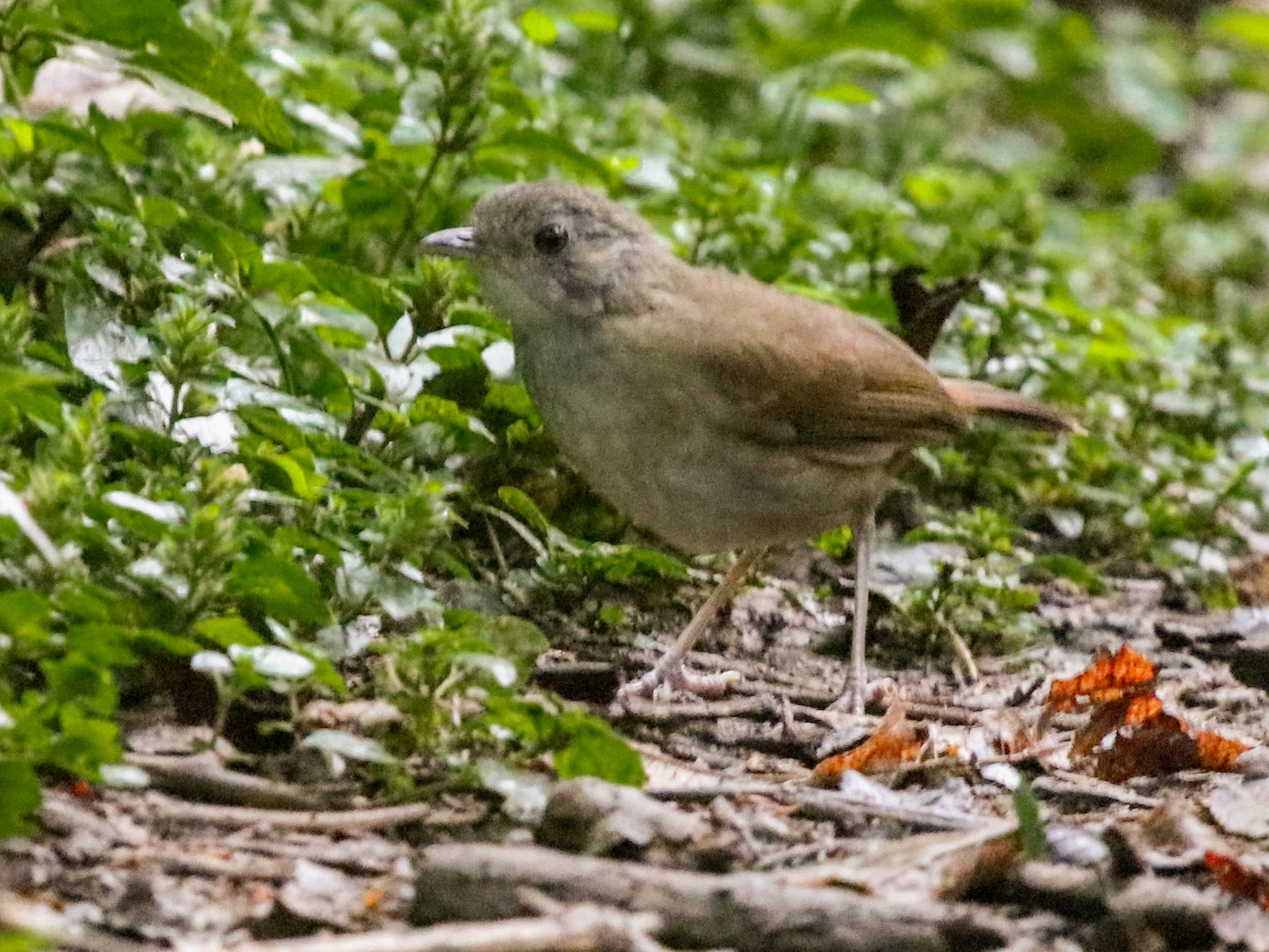 Akalat à poitrine écaillée - eBird