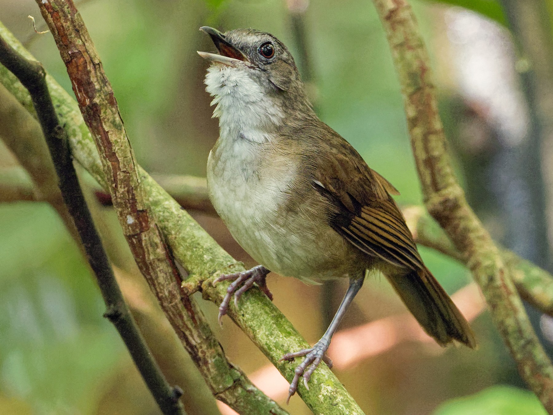 Akalat à poitrine écaillée - eBird