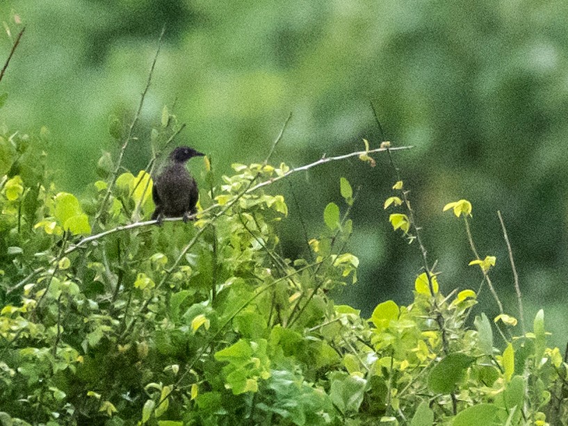 Scaly Babbler - eBird