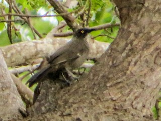 Scaly Babbler - eBird