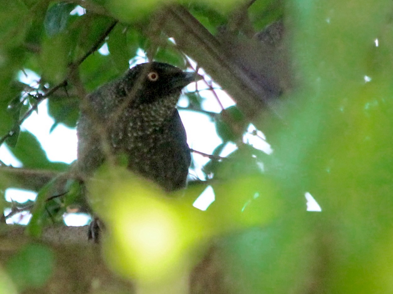 Scaly Babbler - eBird