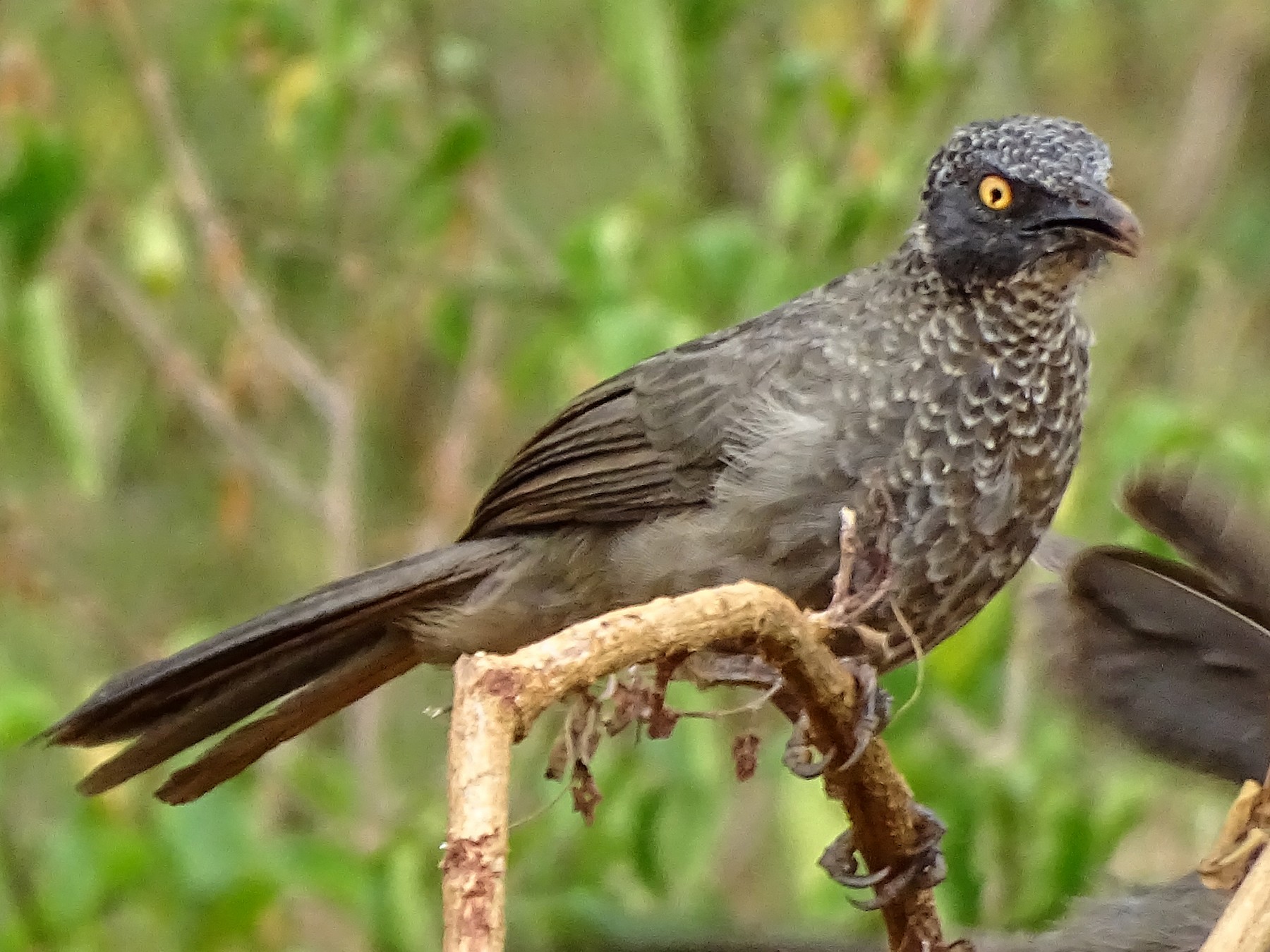 Scaly Babbler - eBird