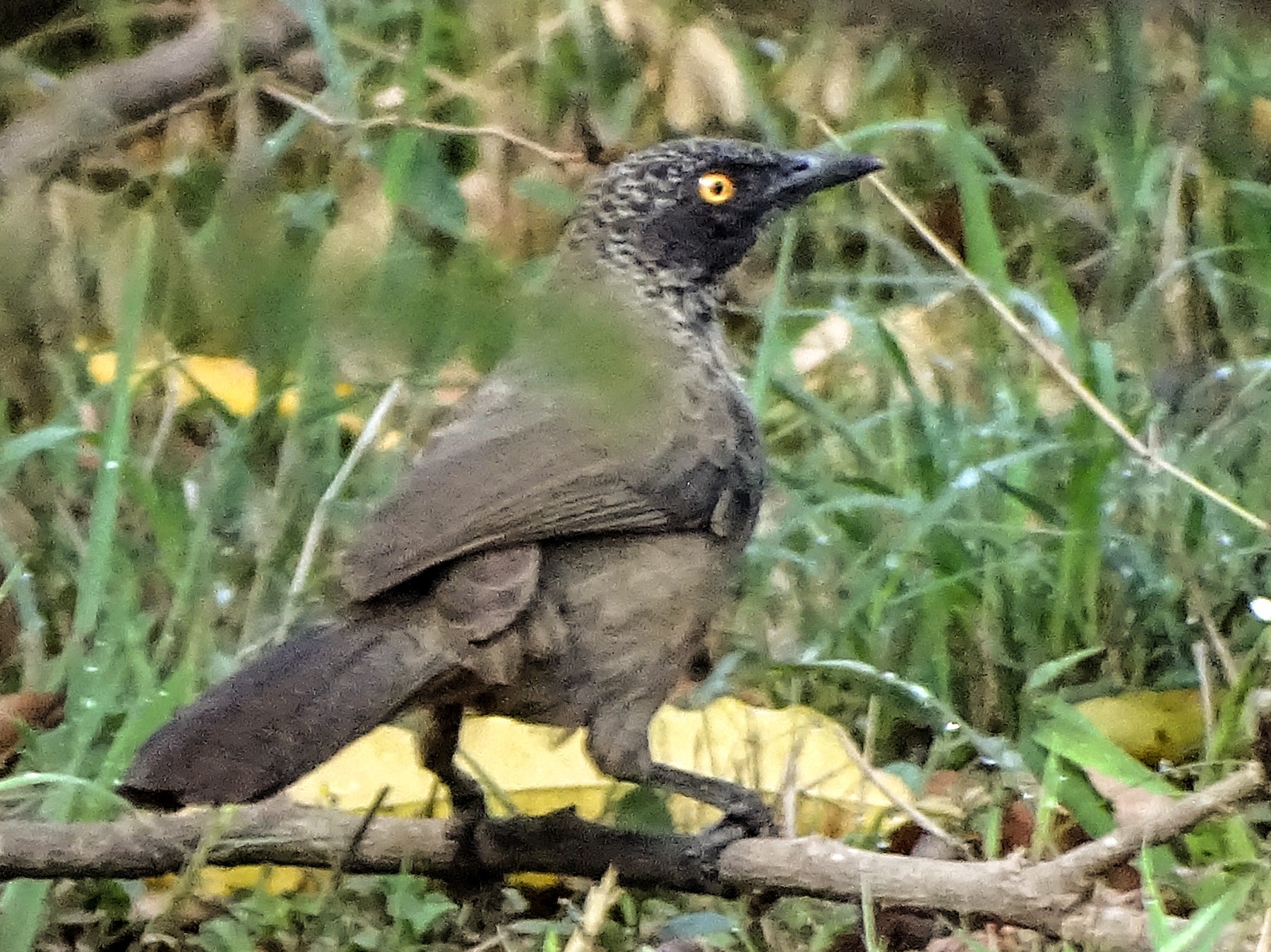 Scaly Babbler - eBird