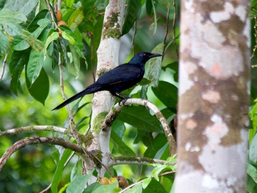 Chestnut-winged Starling - eBird