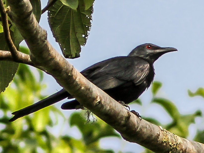 Chestnut-winged Starling - eBird