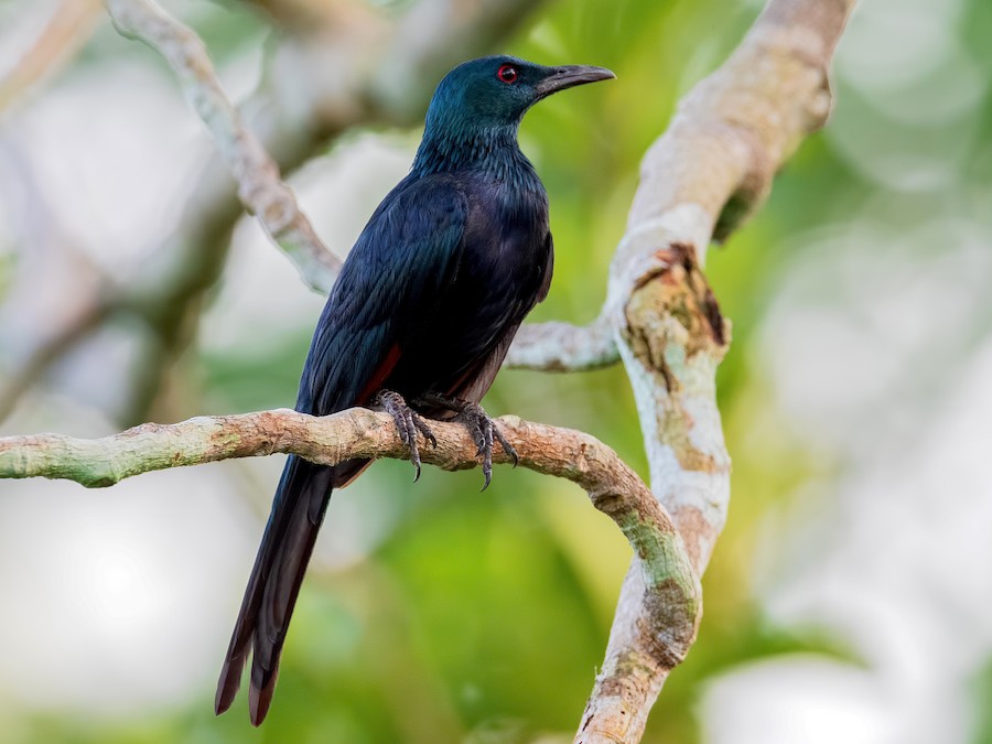 Chestnut-winged Starling - eBird