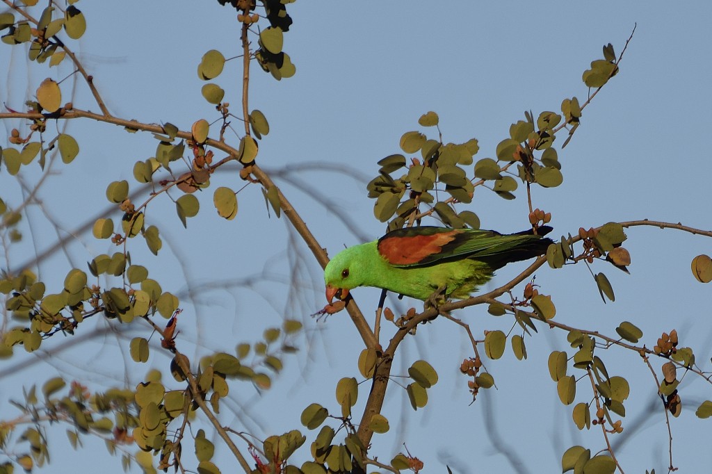 eBird Checklist - 18 Jul 2019 - Purnululu National Park--Walardi Camp ...