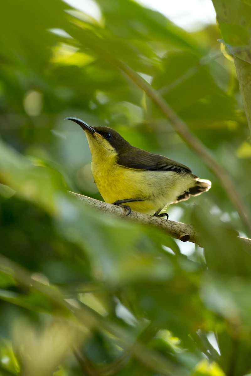 eBird Checklist - 17 Oct 2014 - Vattappoyil - 1 species