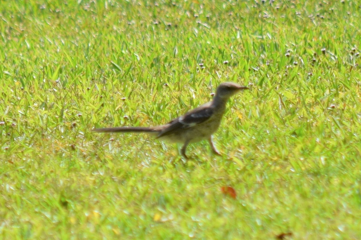 ML257114371 - Northern Mockingbird - Macaulay Library