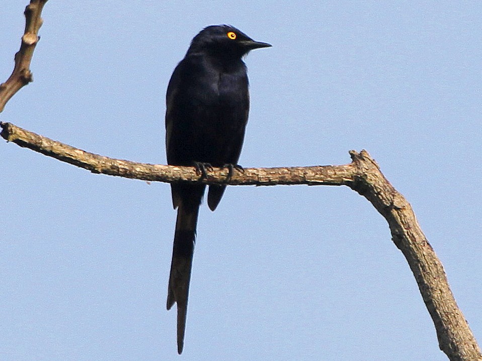 Narrow-tailed Starling - eBird