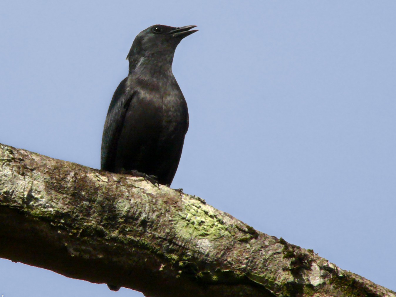 Kenrick's Starling - eBird
