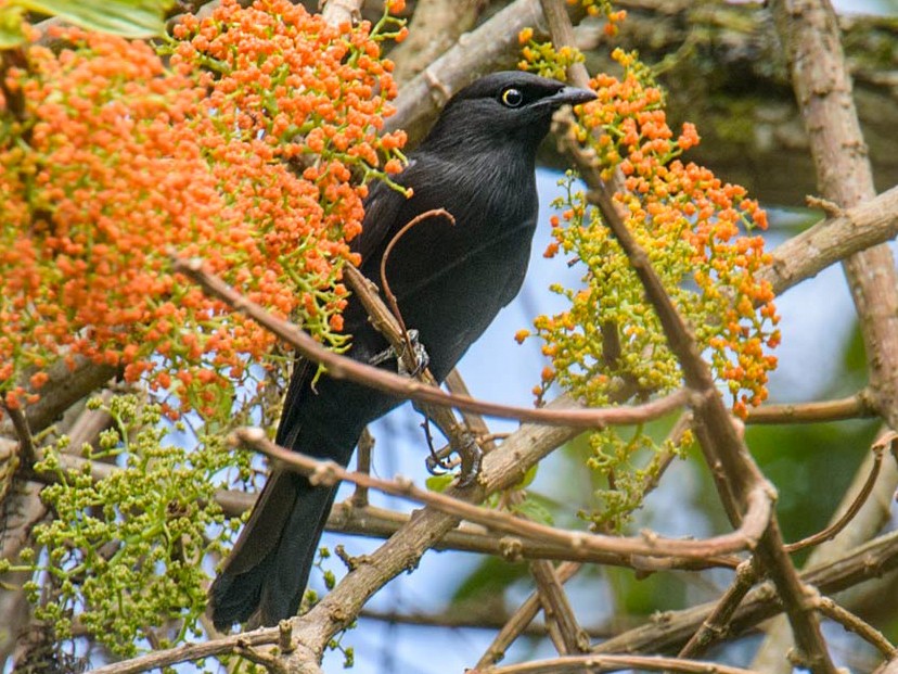 Kenrick's Starling - eBird