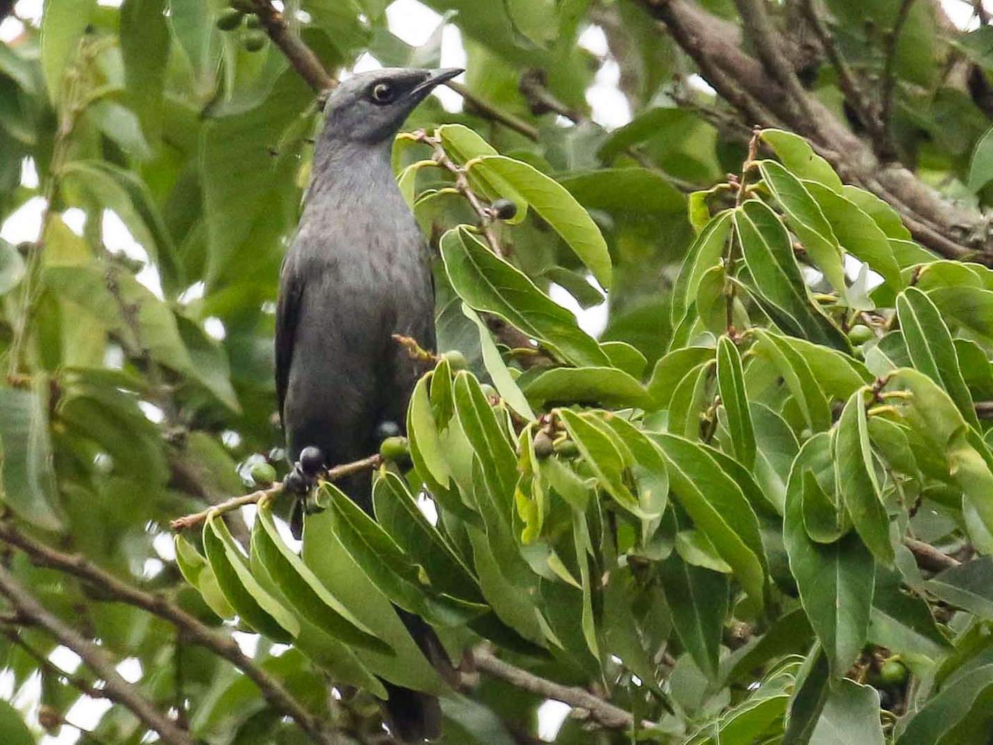 Kenrick's Starling - eBird