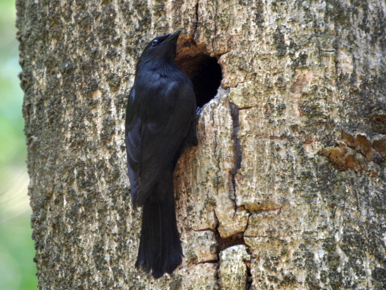 Kenrick's Starling - eBird
