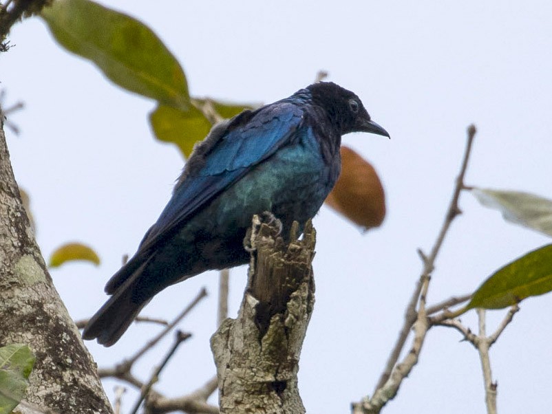Purple-headed Starling - eBird