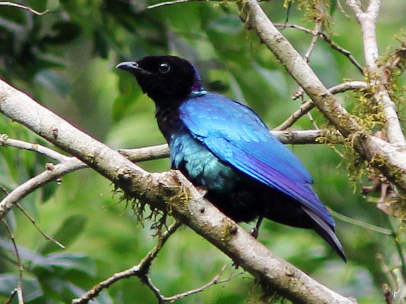 Purple-headed Starling - eBird