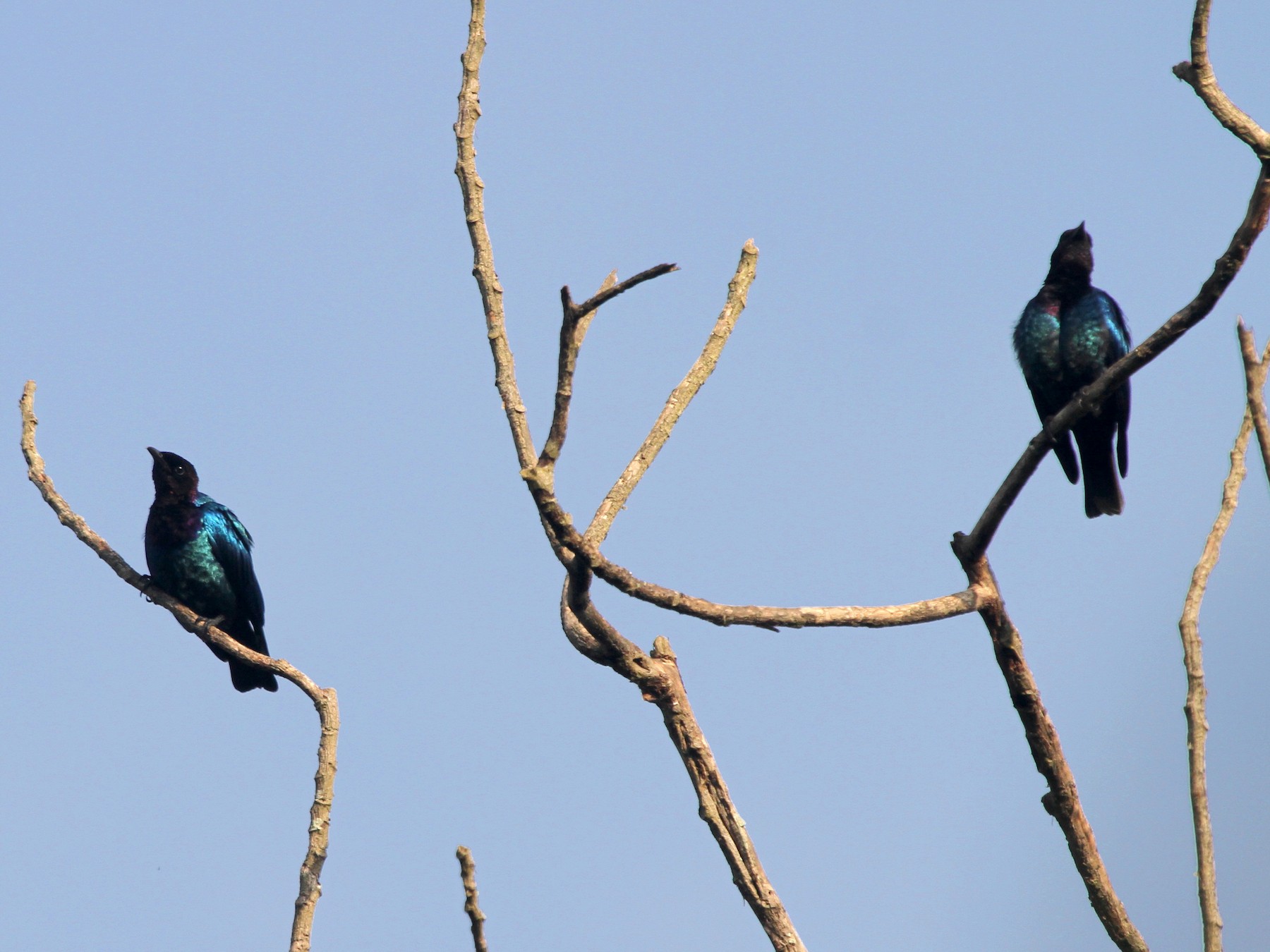 Purple-headed Starling - eBird