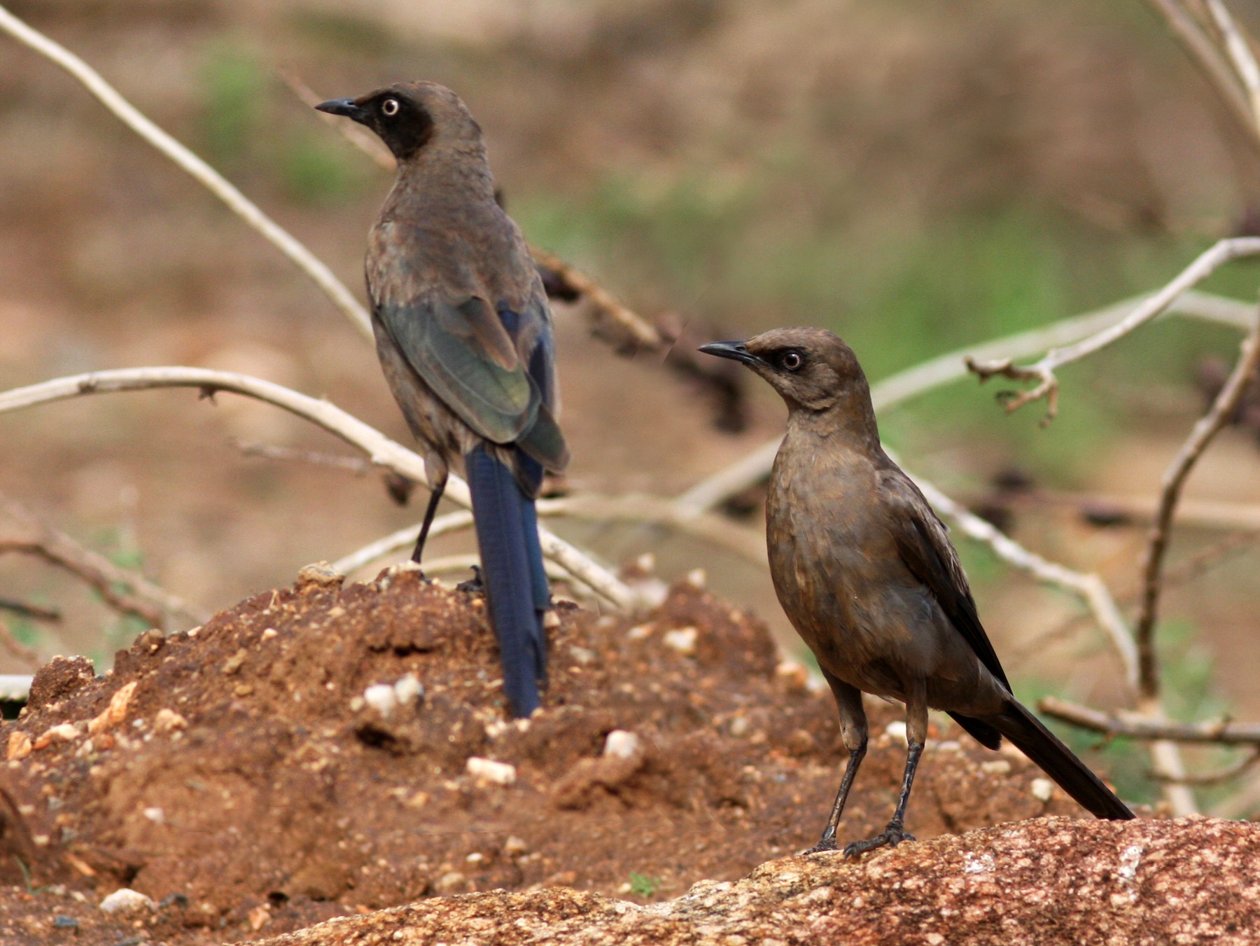 Ashy Starling - eBird