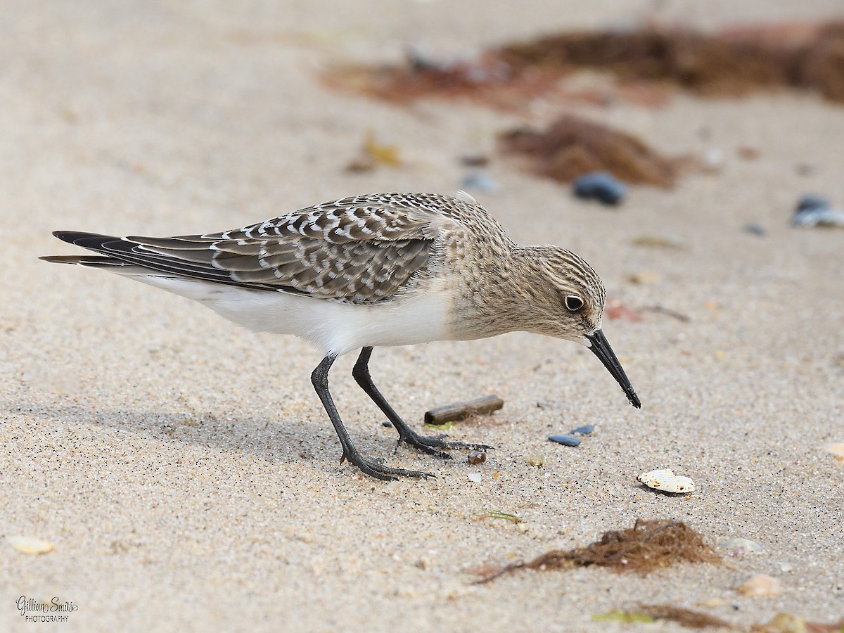 eBird Checklist - 22 Aug 2020 - Sandy Point - 33 species (+1 other taxa)